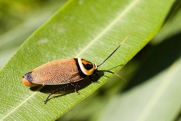 ფაქტები ტარაკნებზე – ჩრდილოეთის ციალი